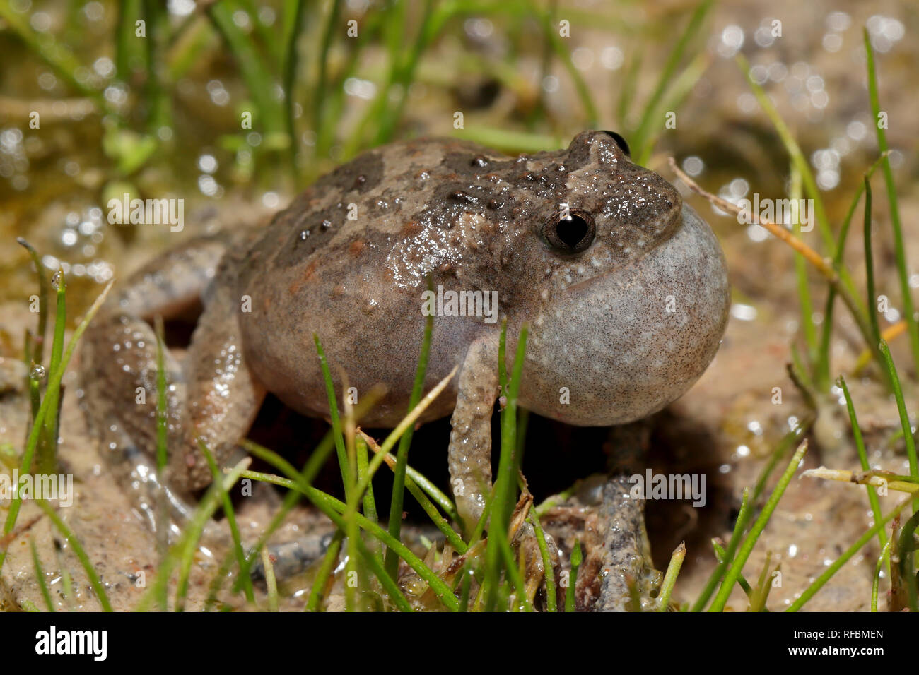 Desert froglet hi-res stock photography and images - Alamy