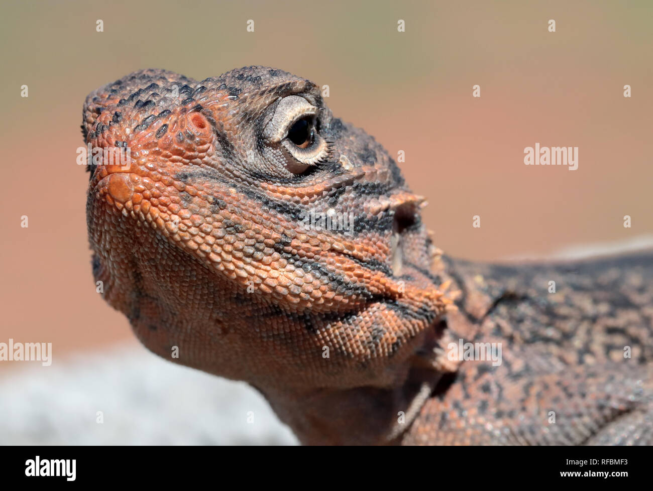 Central netted dragon hi-res stock photography and images - Alamy