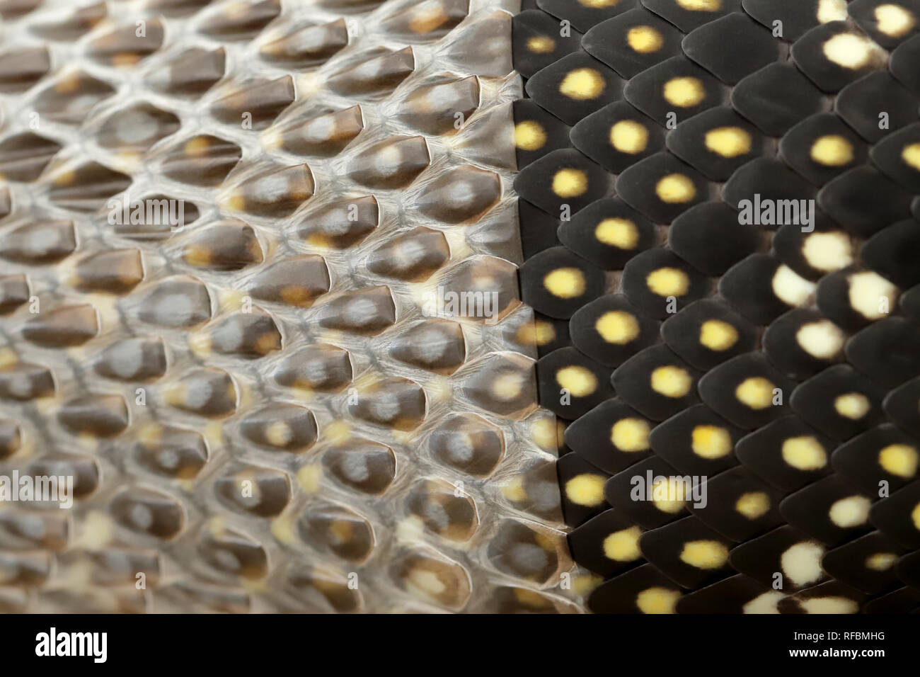 Snake Sloughing skin Stock Photo - Alamy