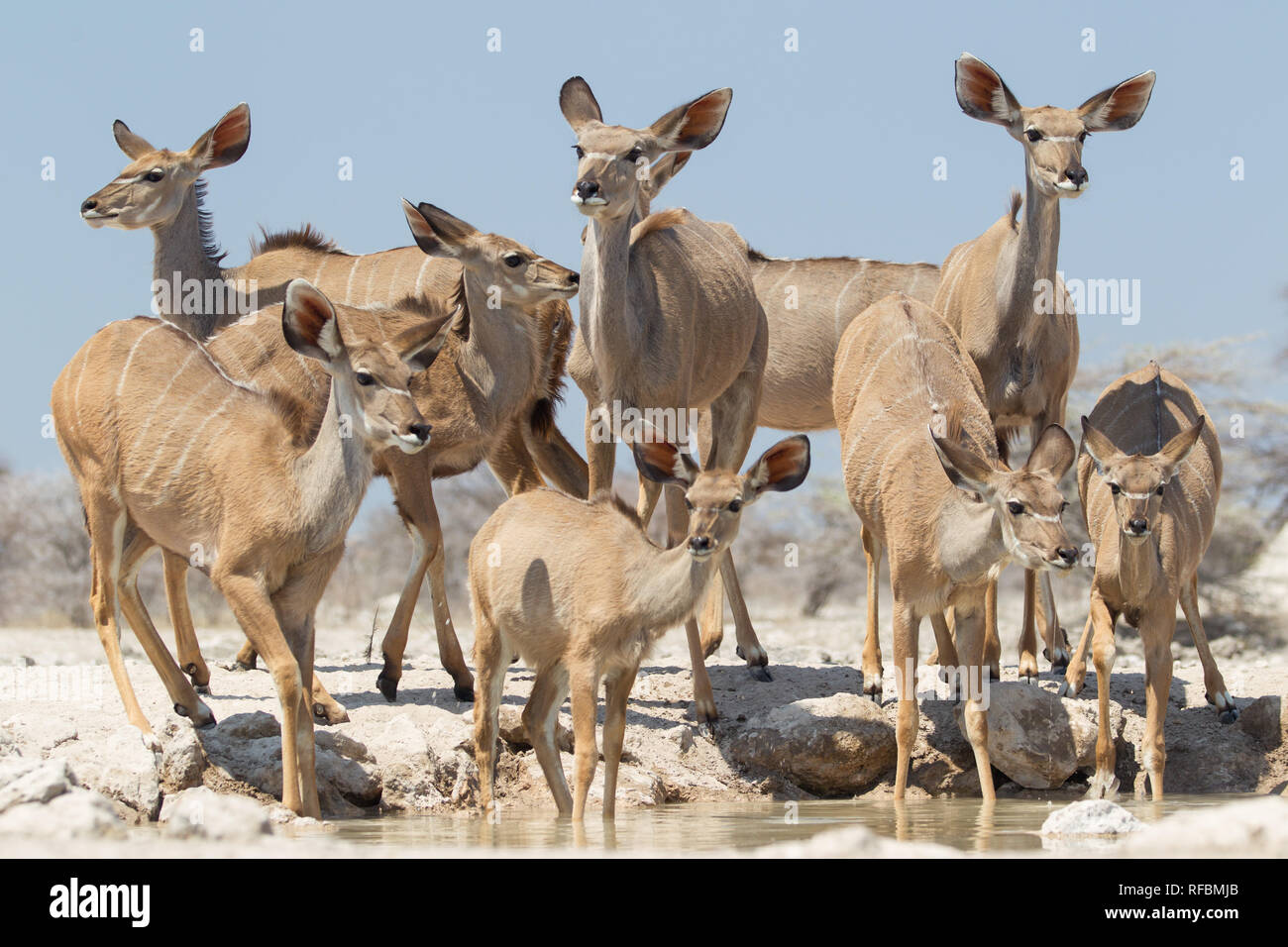 Onguma Game Reserve is a private reserve on the eastern boundary of ...