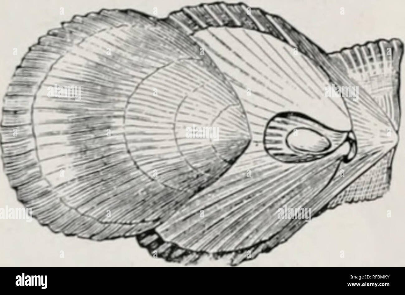 . A catalog of recent Mollusca from all parts of the world. Mollusks ...