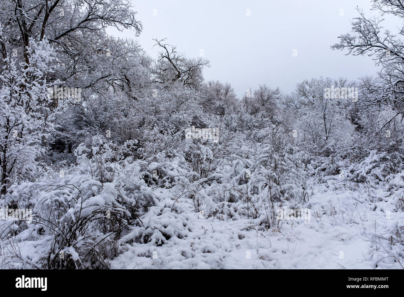 Corrales bosque hi-res stock photography and images - Alamy