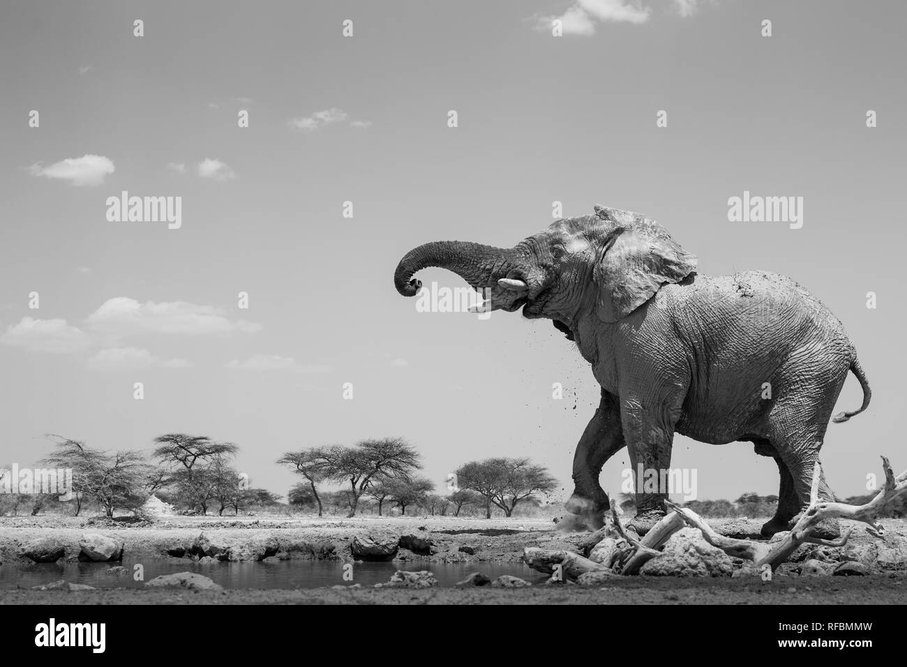 Onguma nature reserve Black and White Stock Photos & Images - Alamy