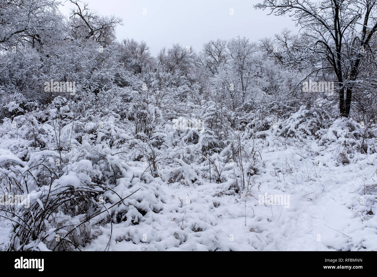 Corrales bosque hi-res stock photography and images - Alamy