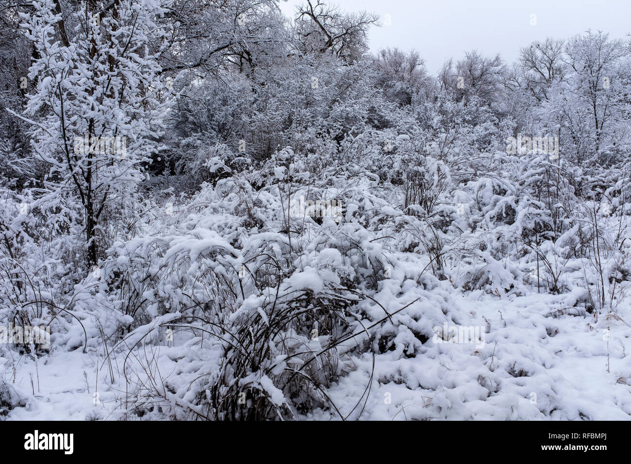Corrales bosque hi-res stock photography and images - Alamy