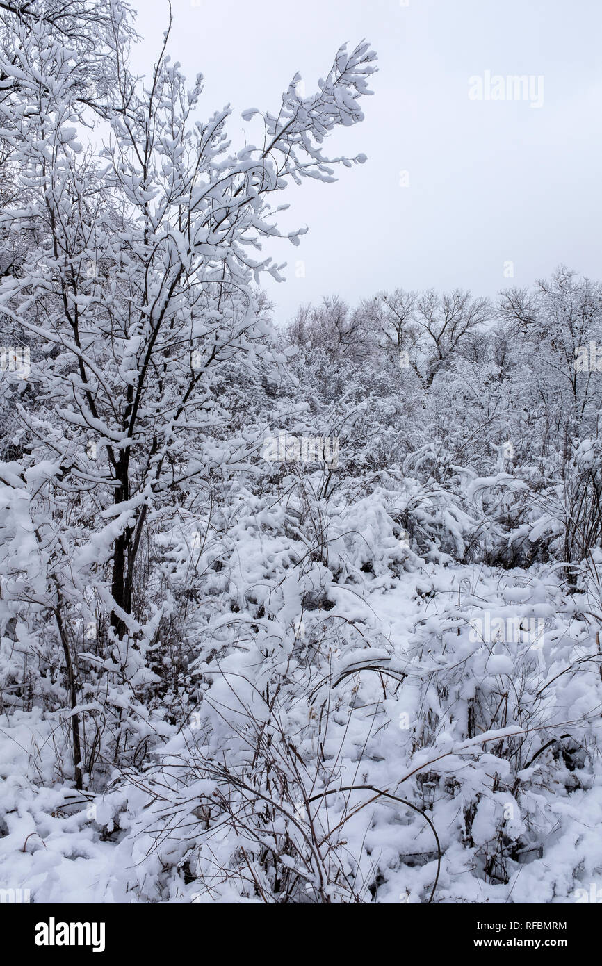 Corrales bosque hi-res stock photography and images - Alamy