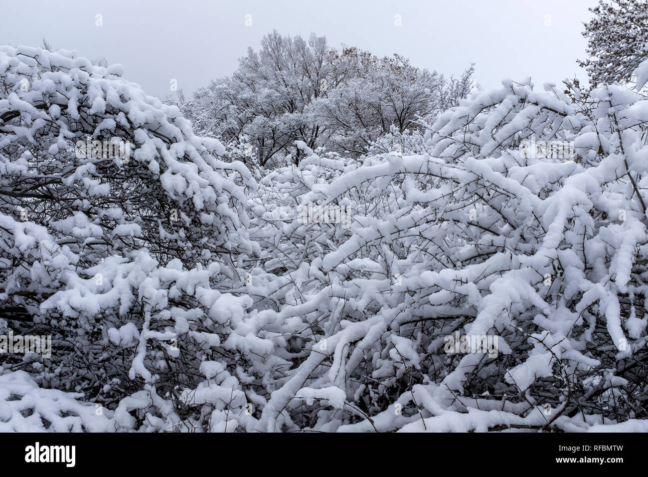 Corrales bosque hi-res stock photography and images - Alamy