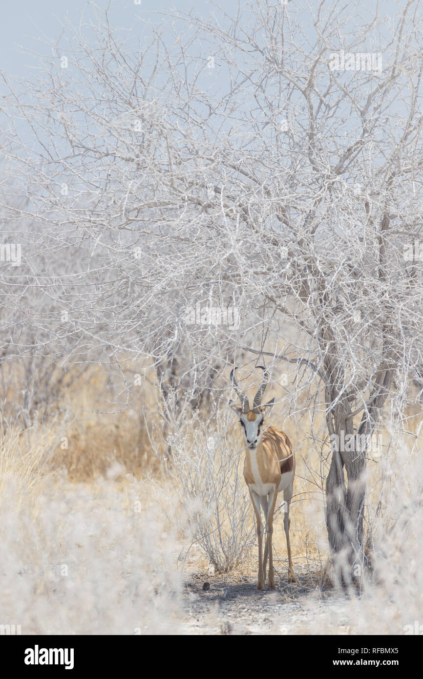 Etosha National Park, Oshikoto, Namibia is a famous safari destination ...