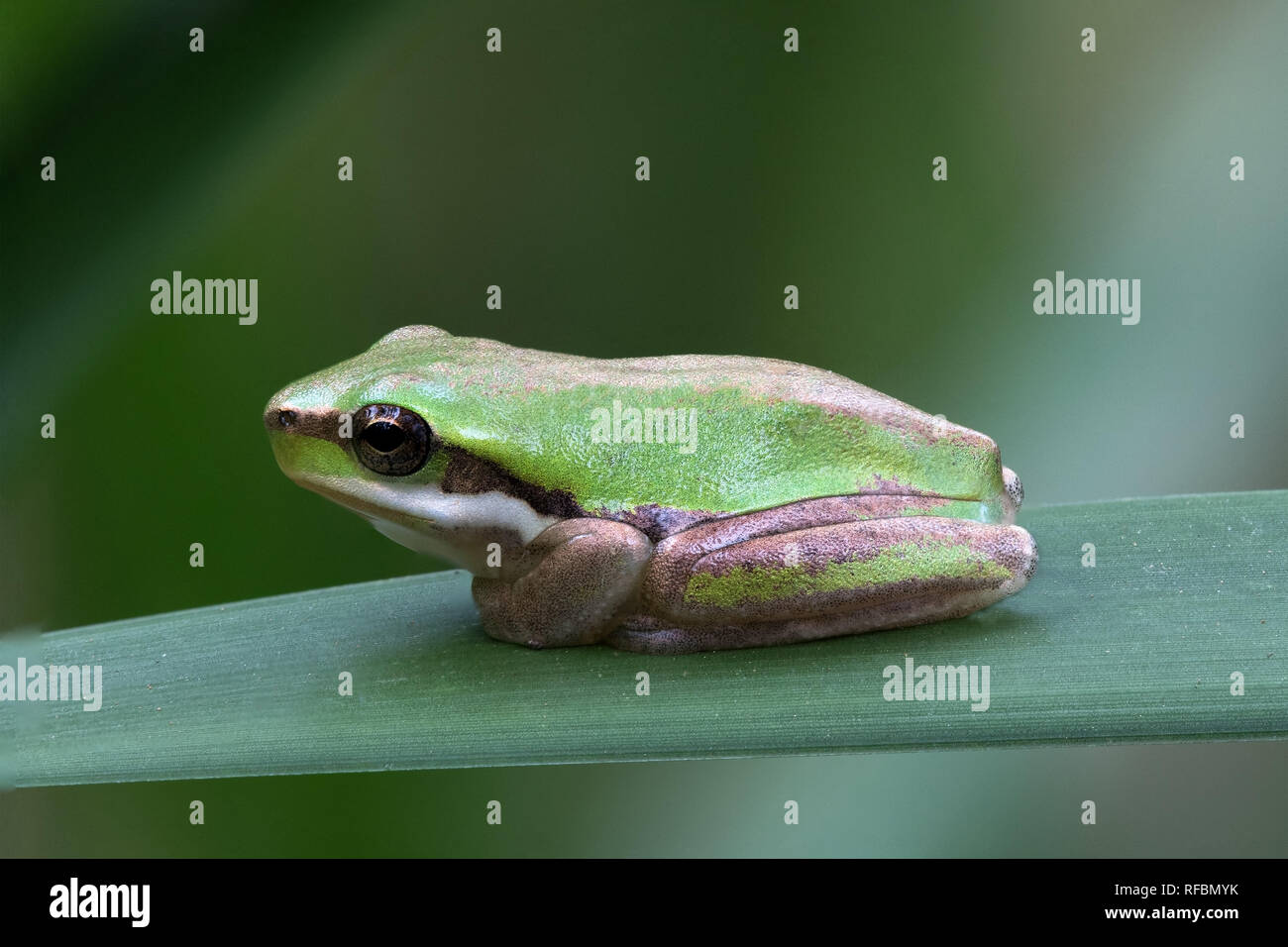 Dwarf Tree Frog Stock Photo - Alamy
