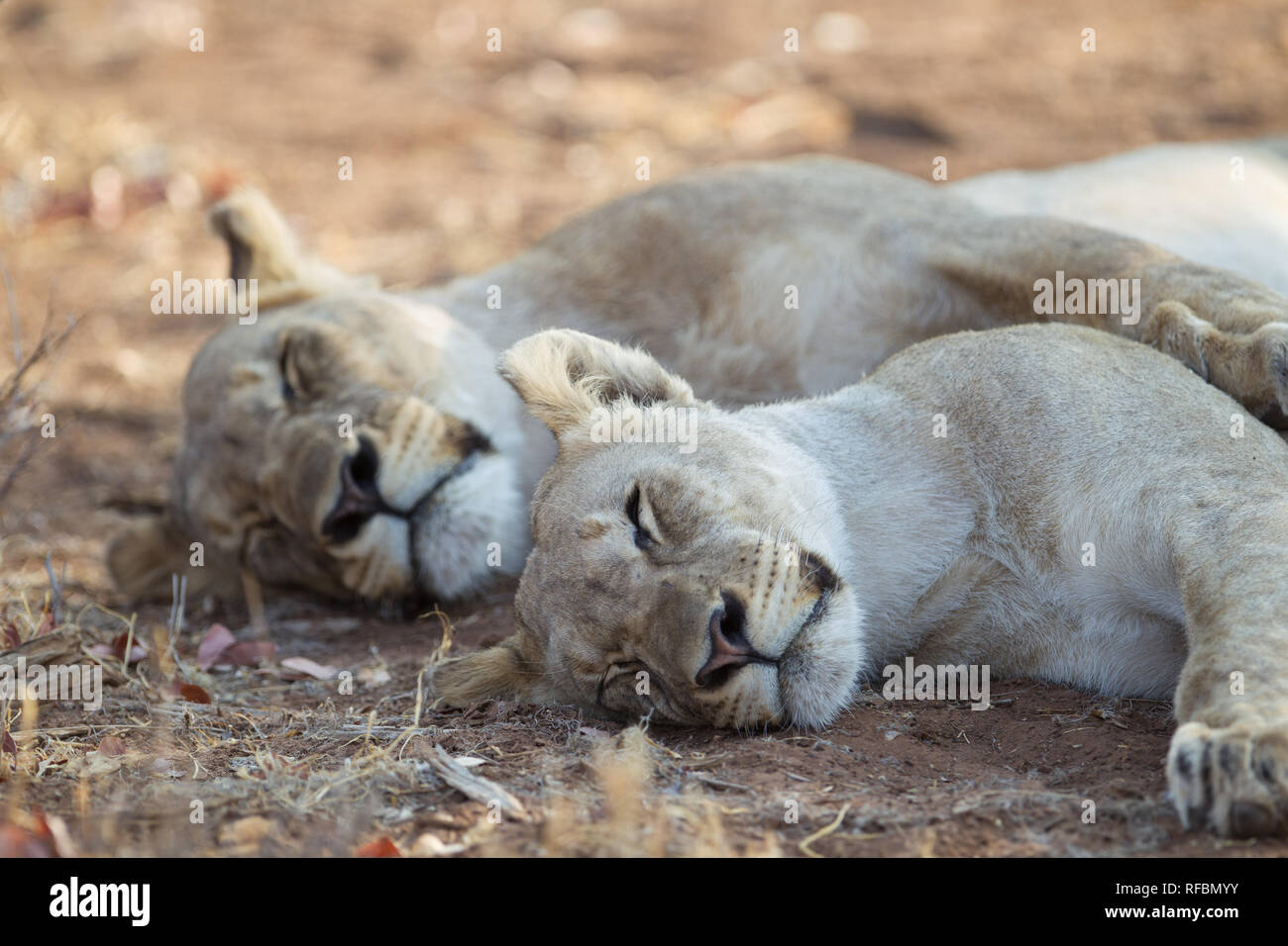 Ongava Game Reserve on the southern border of Etosha National Park ...
