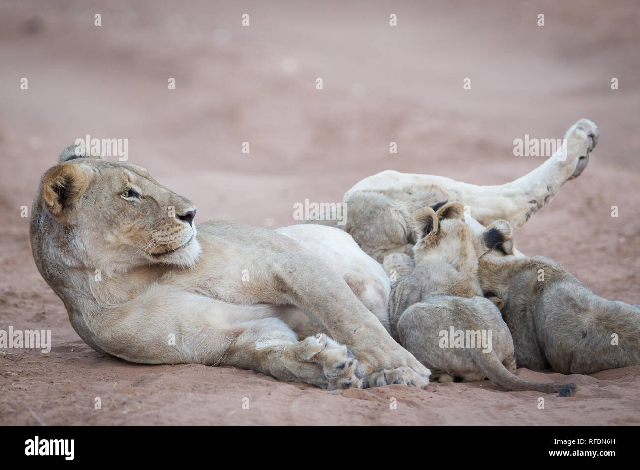 Ongava Game Reserve on the southern border of Etosha National Park ...