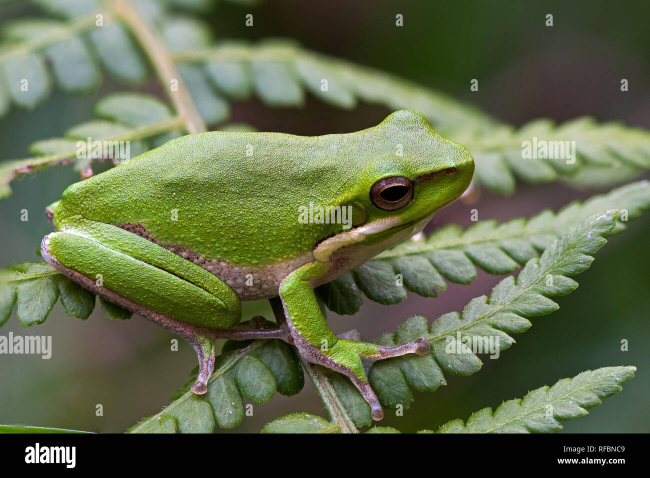 Dwarf Tree Frog Stock Photo - Alamy