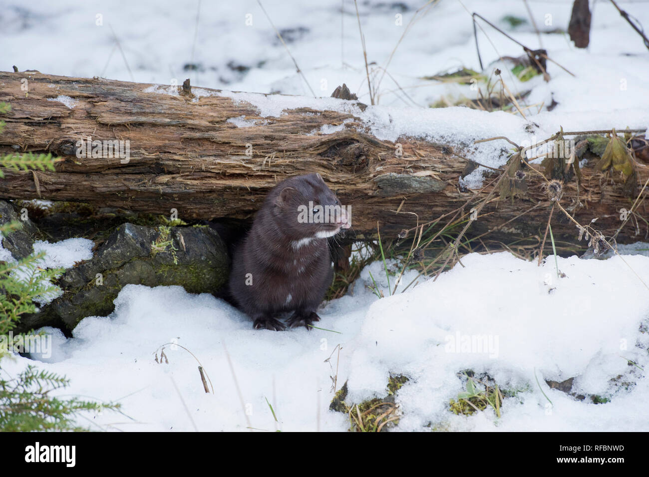 Captive American mink (Neovison vison) emerging from burrow Stock Photo ...