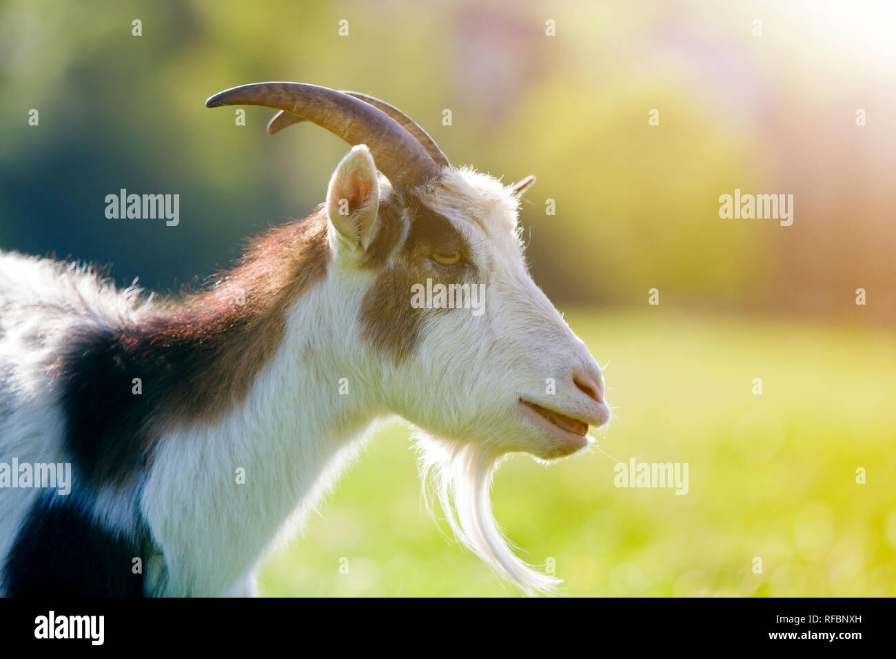 Close-up portrait of white and brown spotty domestic shaggy goat with ...