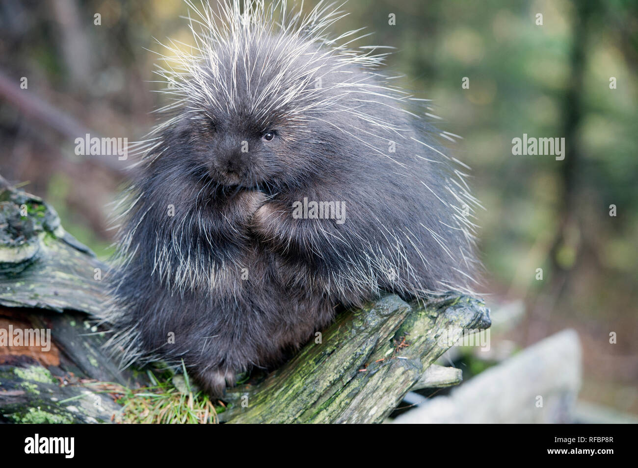 North American Porcupine High Resolution Stock Photography and Images ...