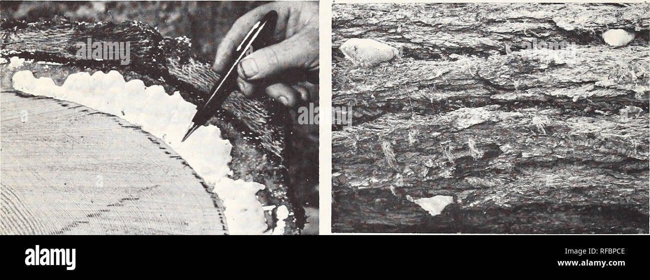 . The deterioration of beetle-killed Douglas-fir in western Oregon and ...