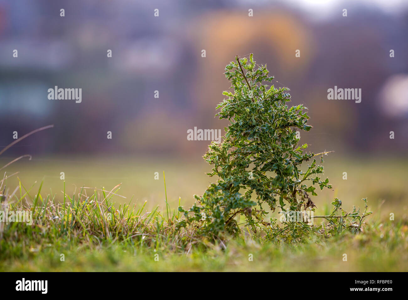 Barbed thistles hi-res stock photography and images - Alamy