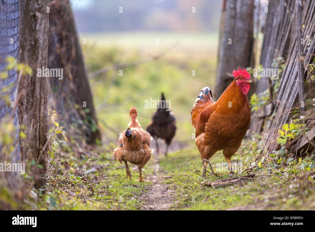 Flock of two red hens and rooster outdoors on bright sunny day on ...