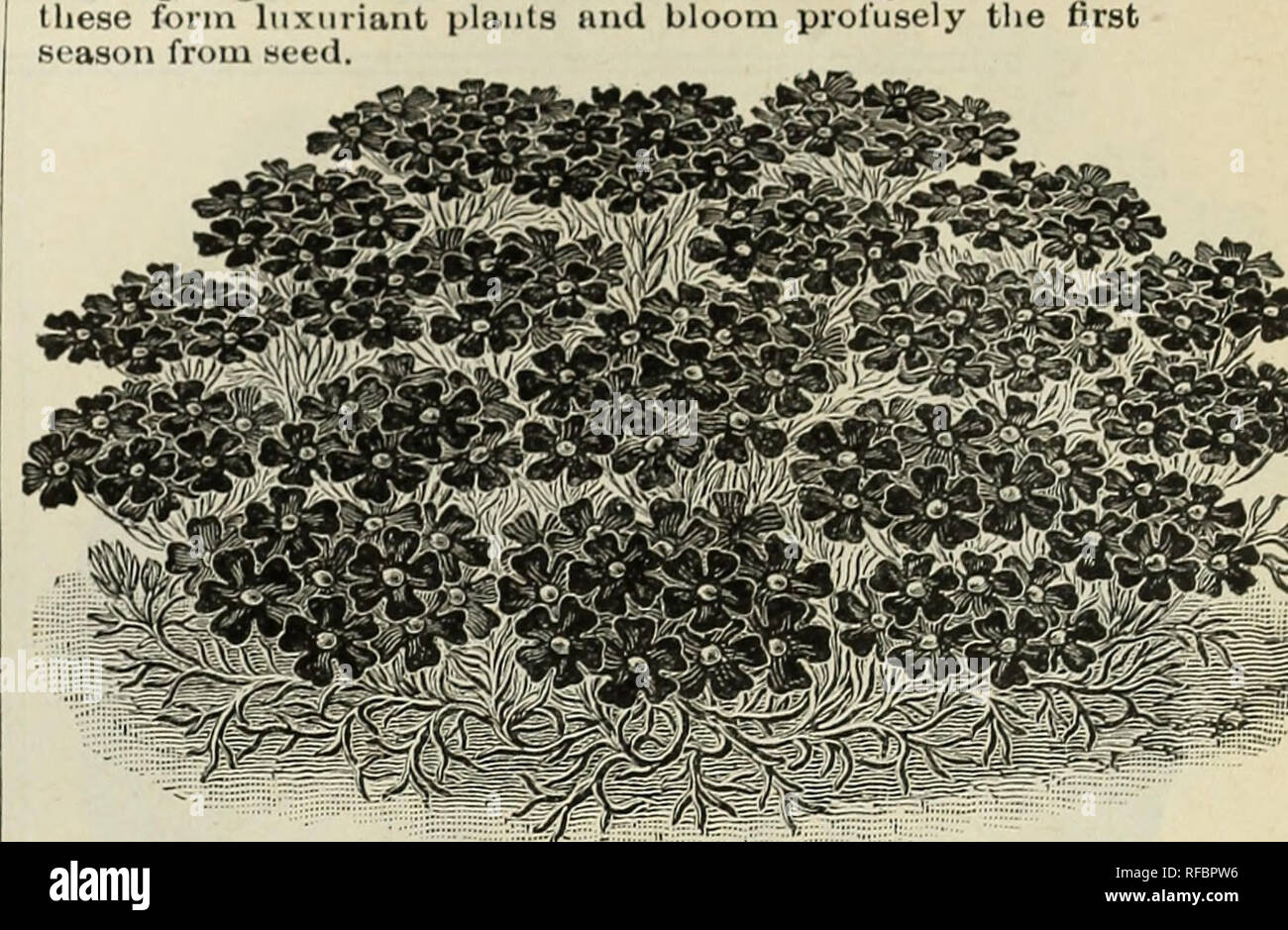 . 1901 Johnson & Stokes garden and farm manual. Nurseries (Horticulture ...