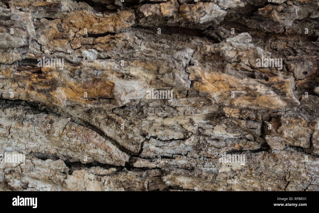wood texture, natural background , abstract ,old tree Stock Photo - Alamy