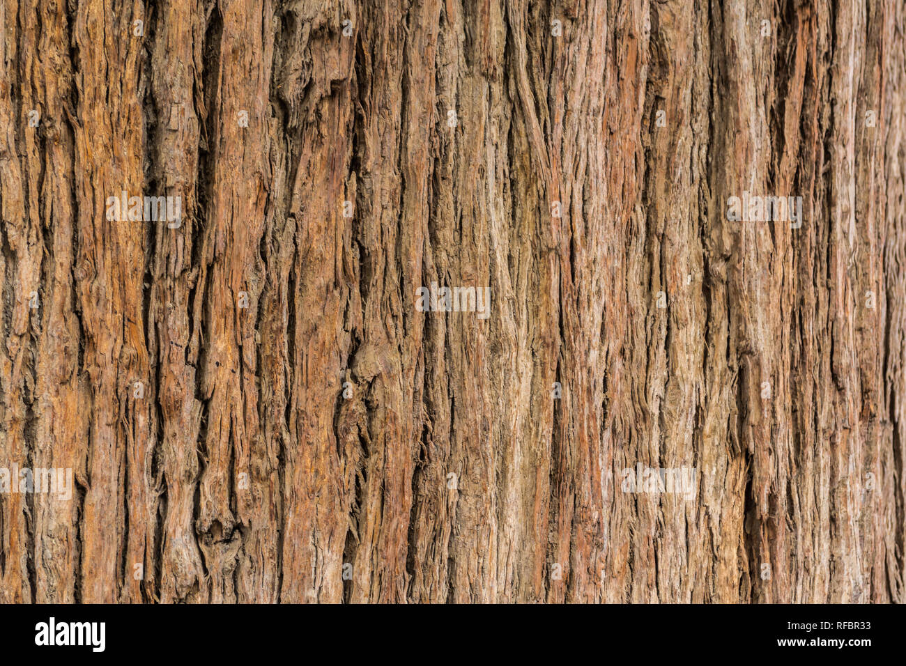 wood texture, natural background , abstract ,old tree Stock Photo - Alamy