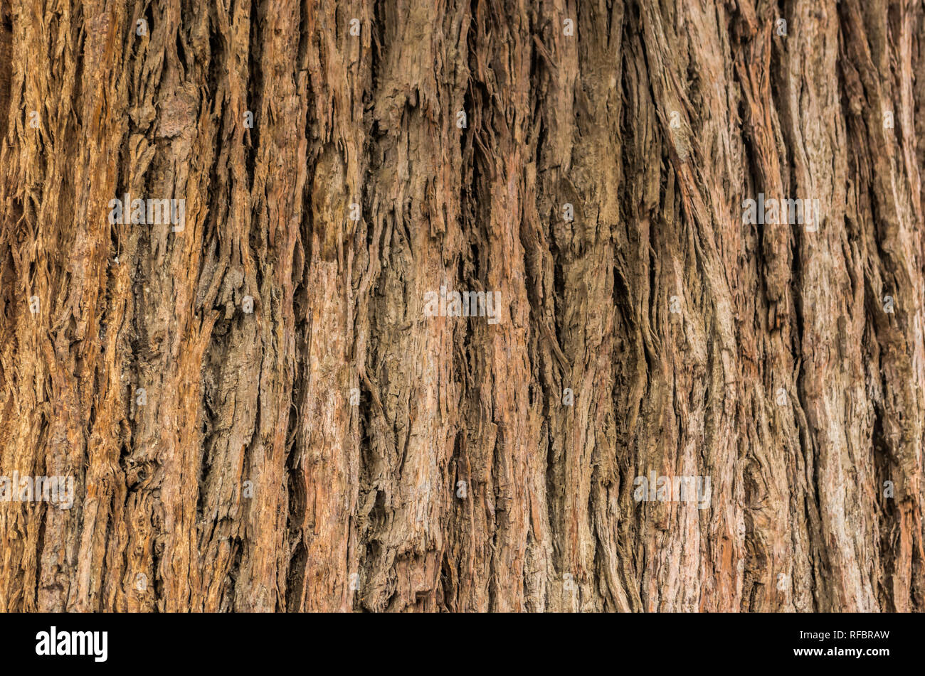 wood texture, natural background , abstract ,old tree Stock Photo - Alamy