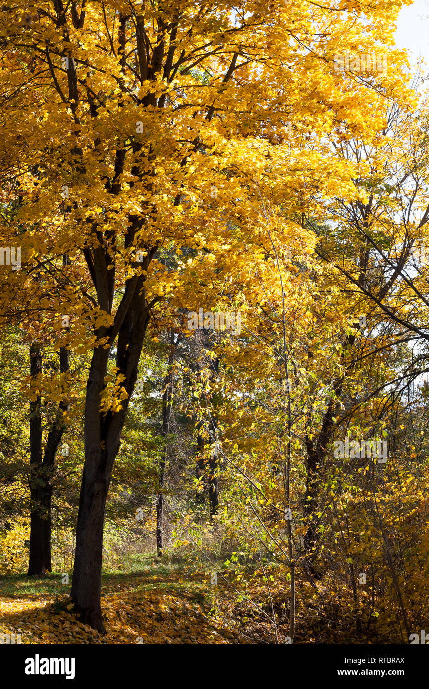 Mixed forest with yellow and different color foliage during the fall ...