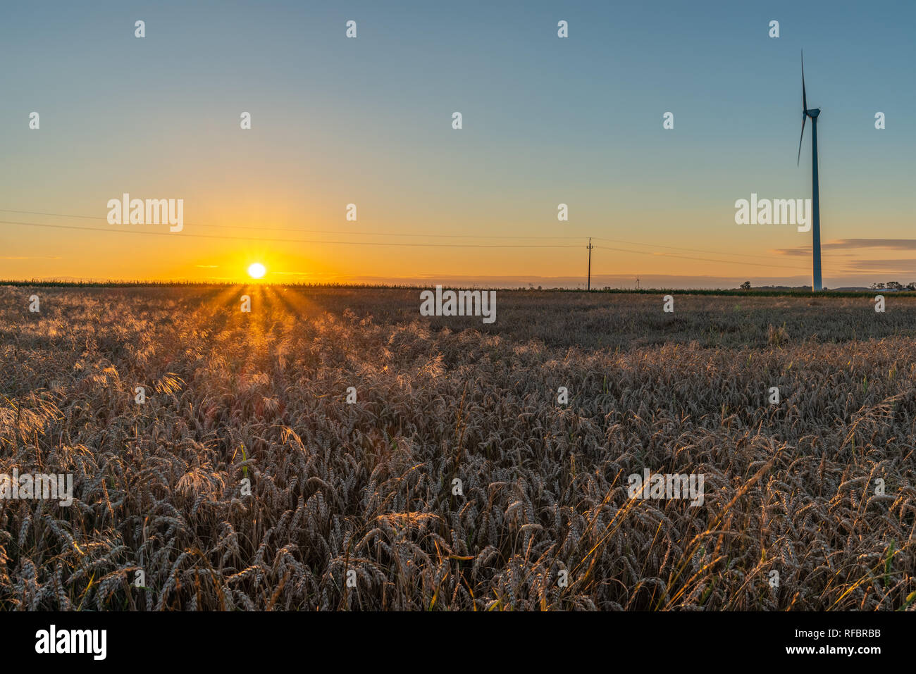 Sunset over wheat field Stock Photo - Alamy