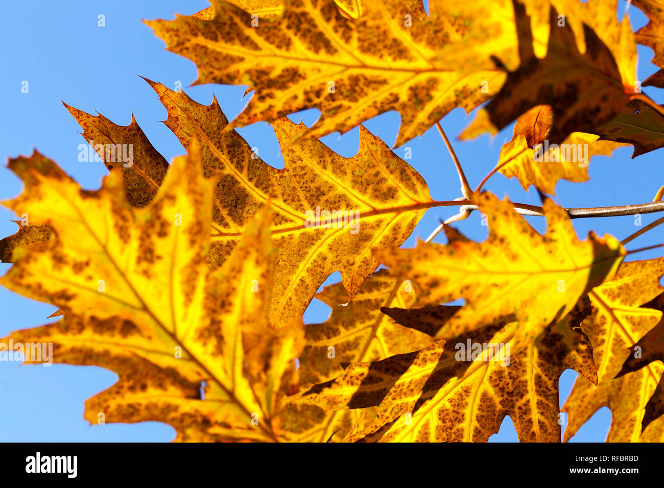 beautiful yellow oak foliage with red inserts, autumn park during the ...