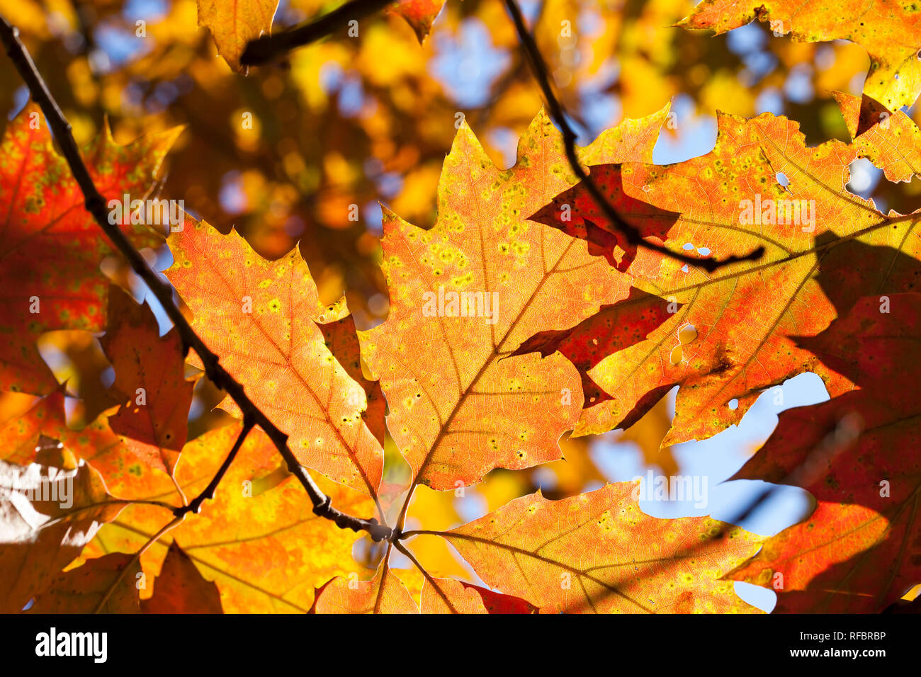 tree branch oak color changed foliage during autumn weather Stock Photo ...