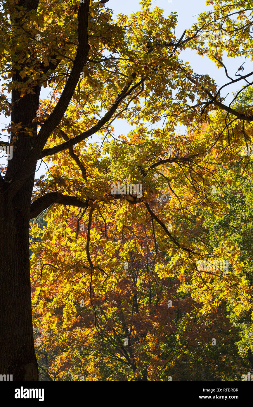 A part of a tree trunk is an oak tree with multi-colored foliage of ...