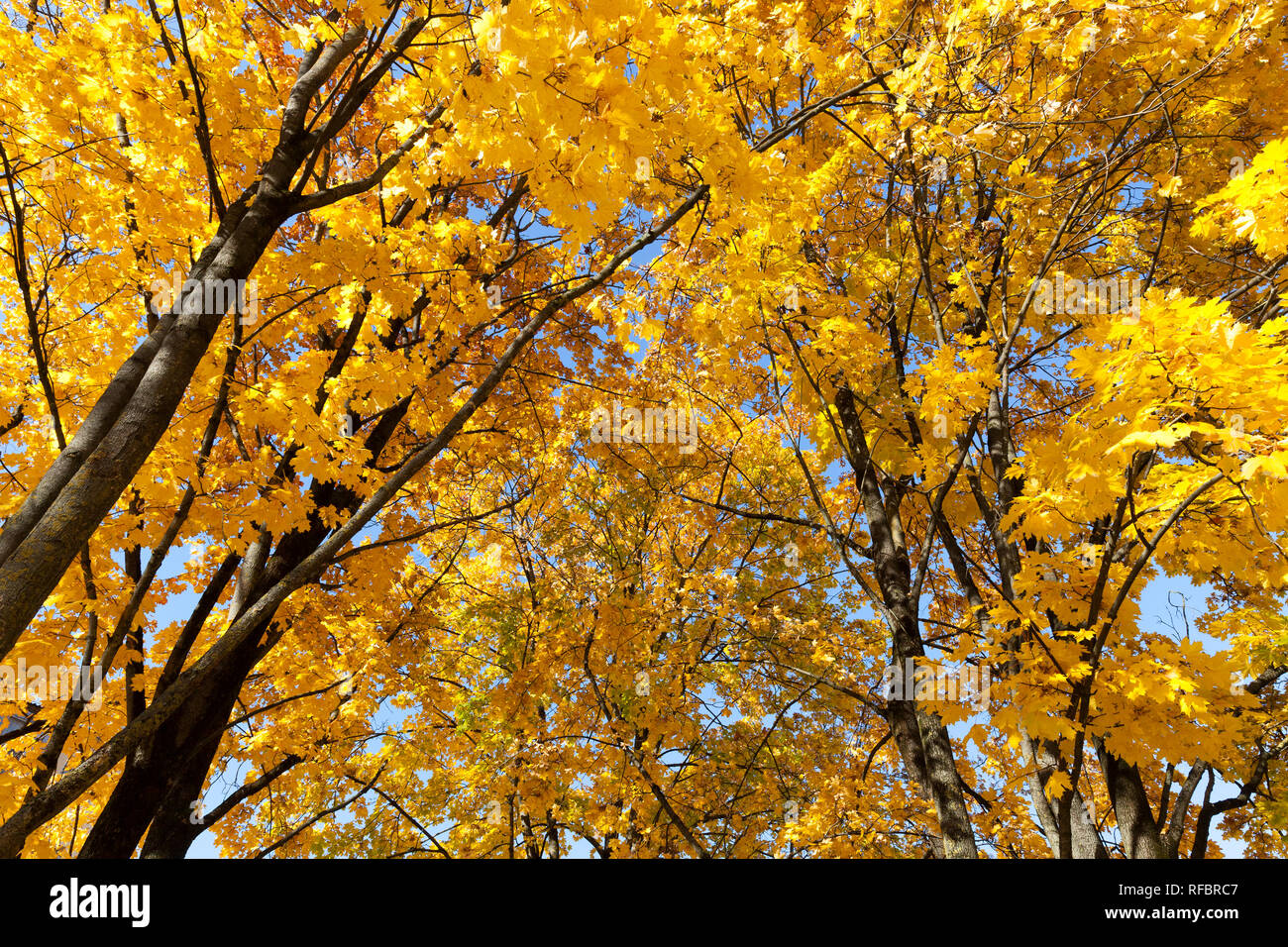 Bottom view maple tree hi-res stock photography and images - Alamy
