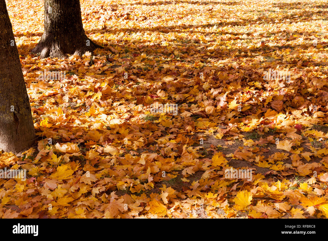 Sunny weather in the park in the autumn season, on the ground lies the yellow and orange leaves ...