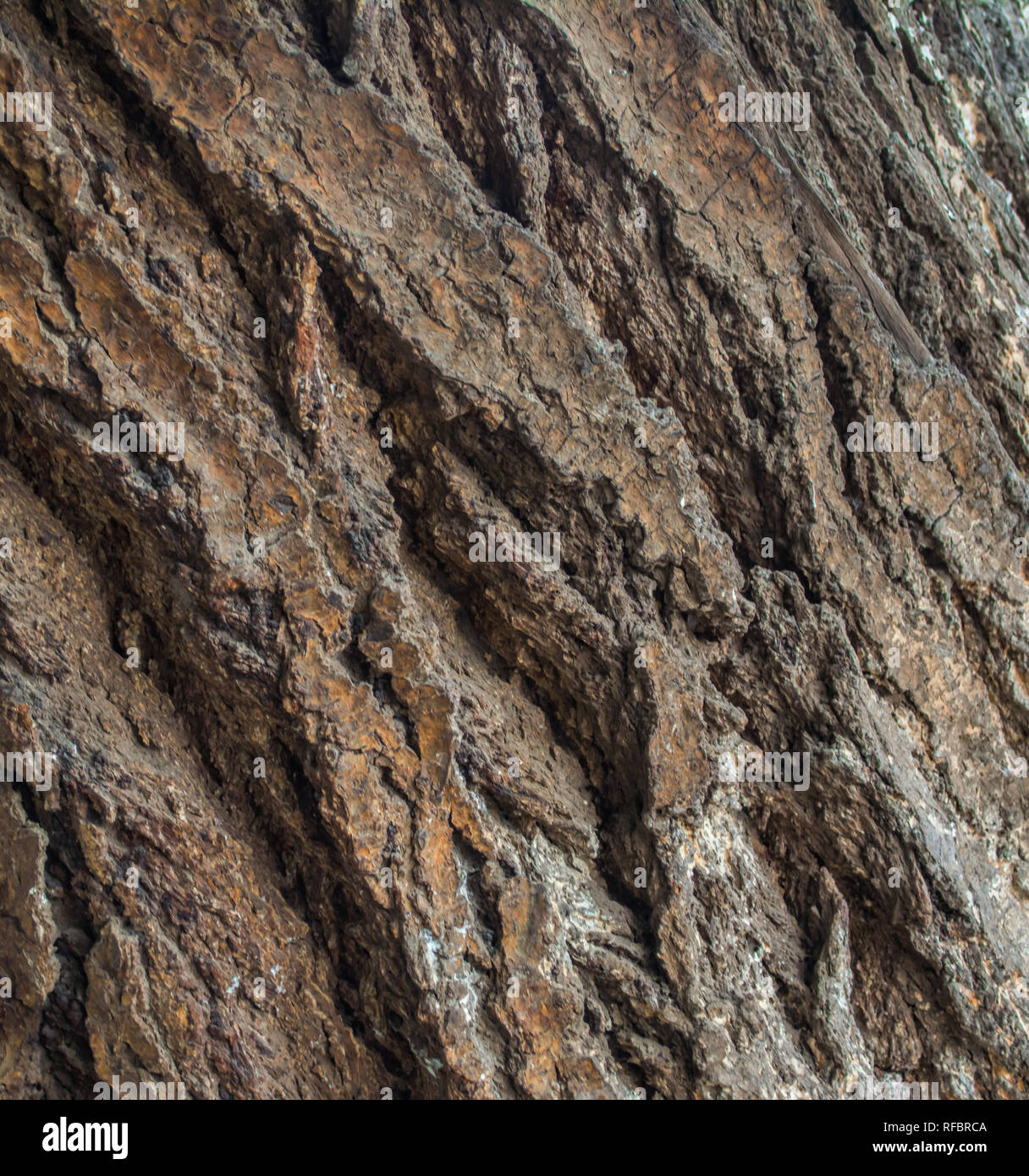 wood texture, natural background , abstract ,old tree Stock Photo - Alamy