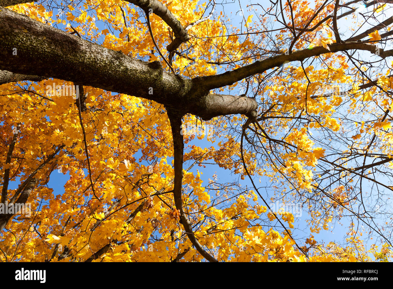 Blue sky and sunny weather in the autumn season, deciduous trees ...