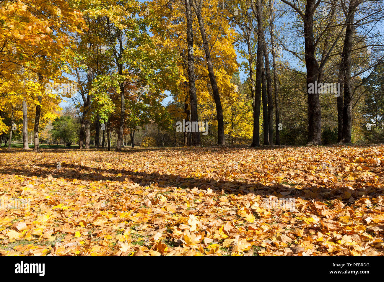 beautiful autumn landscape with deciduous trees during the foliage ...