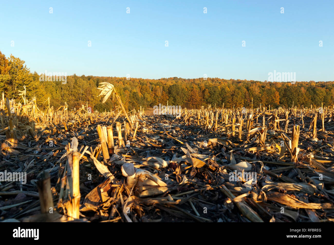 Long rows on the field with corn bristles left after harvest, autumn ...