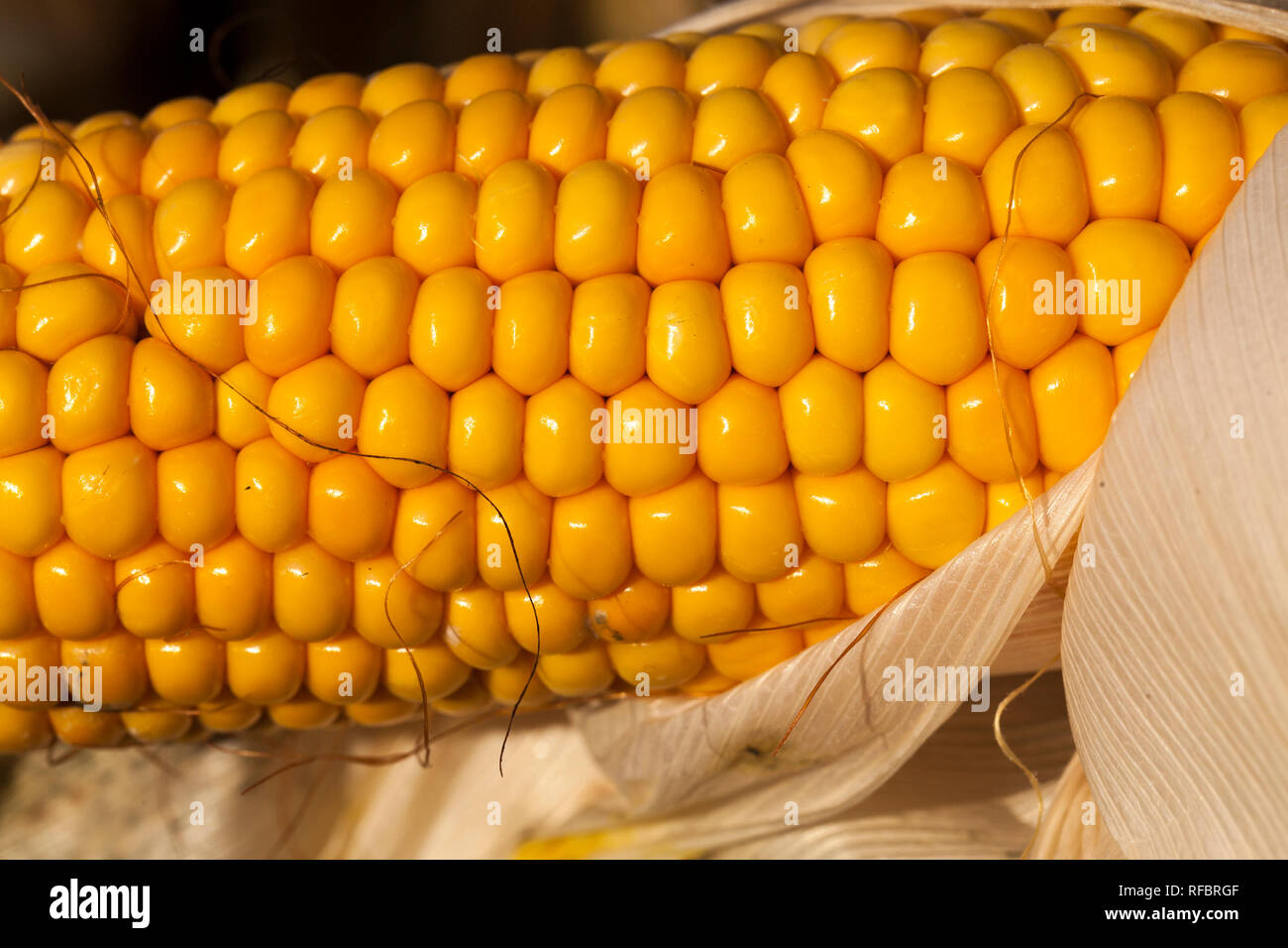 Ear of corn with yellow grains, mid autumn after harvesting on an ...
