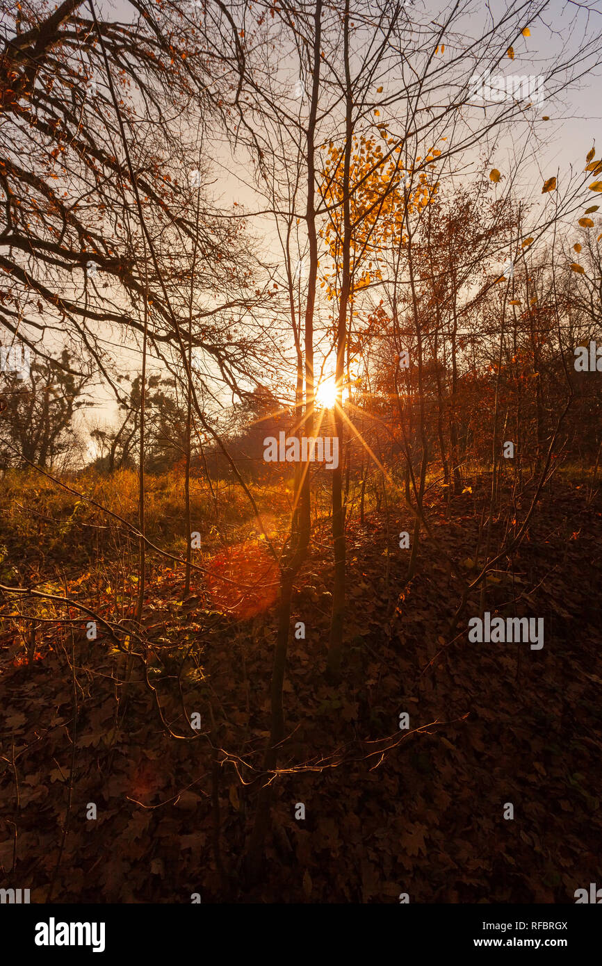 autumn seaso , landscape Stock Photo - Alamy