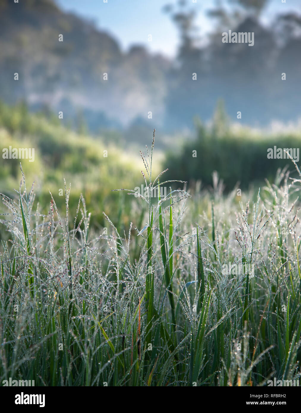 Wet Grass with Dew in The Morning with Blur Mountain and Green Grass ...