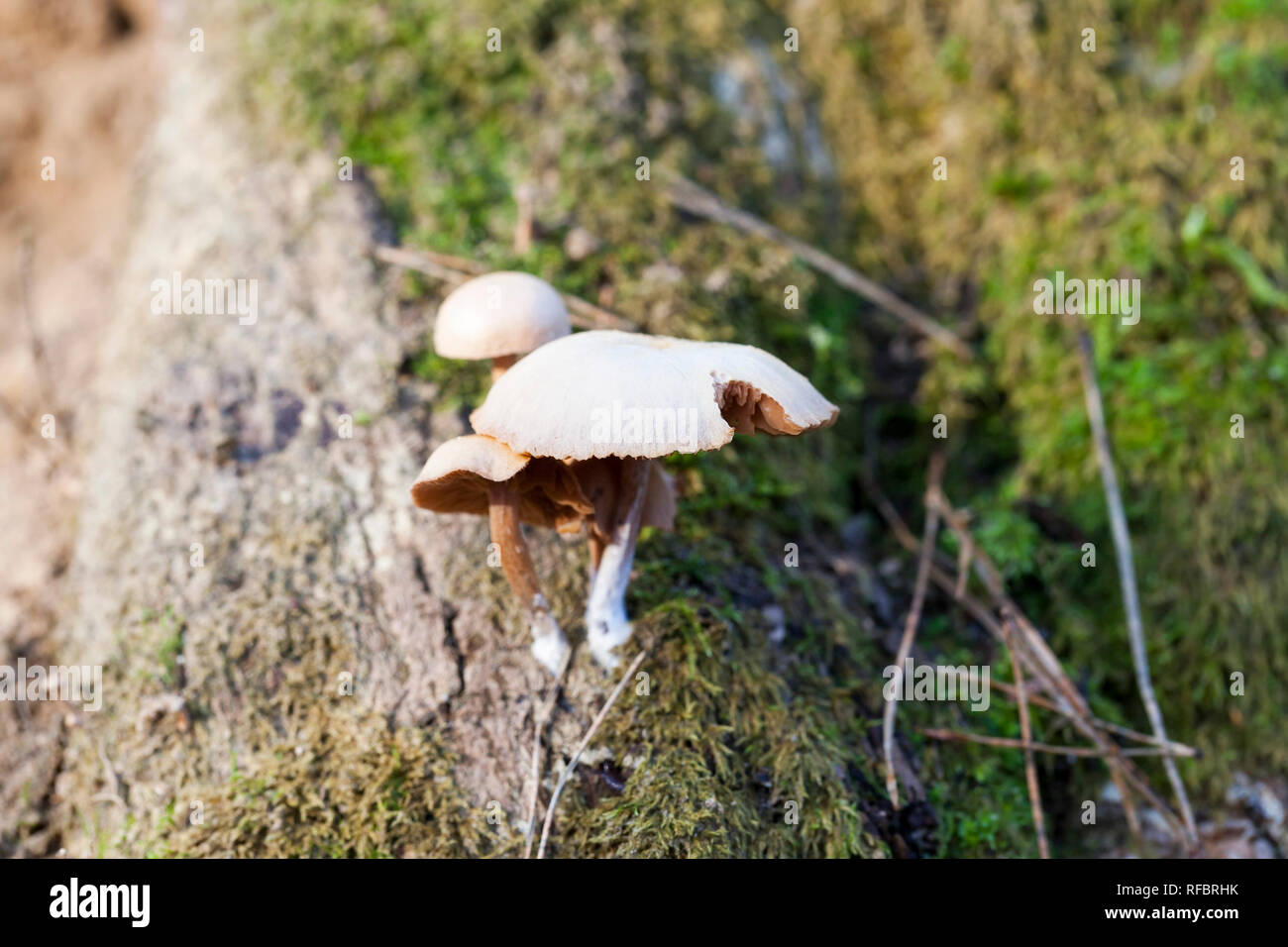 Mushroom parasite growing on a tree trunk, closeup in the forest in ...