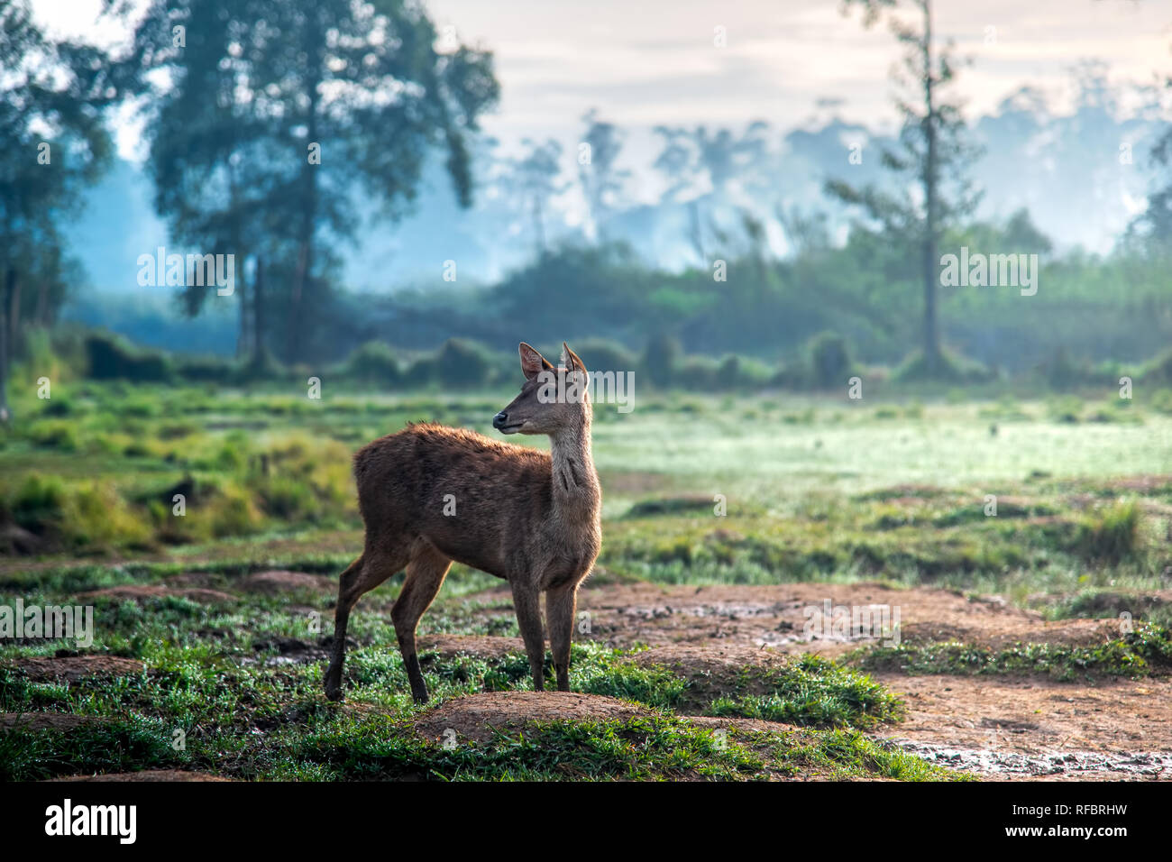 Small Deer Walking on Muddy Grassland At Misty Morning During Sunrise ...