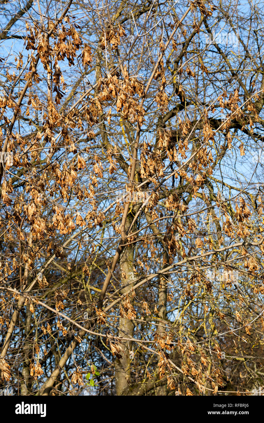 Maple Tree Seeds Falling