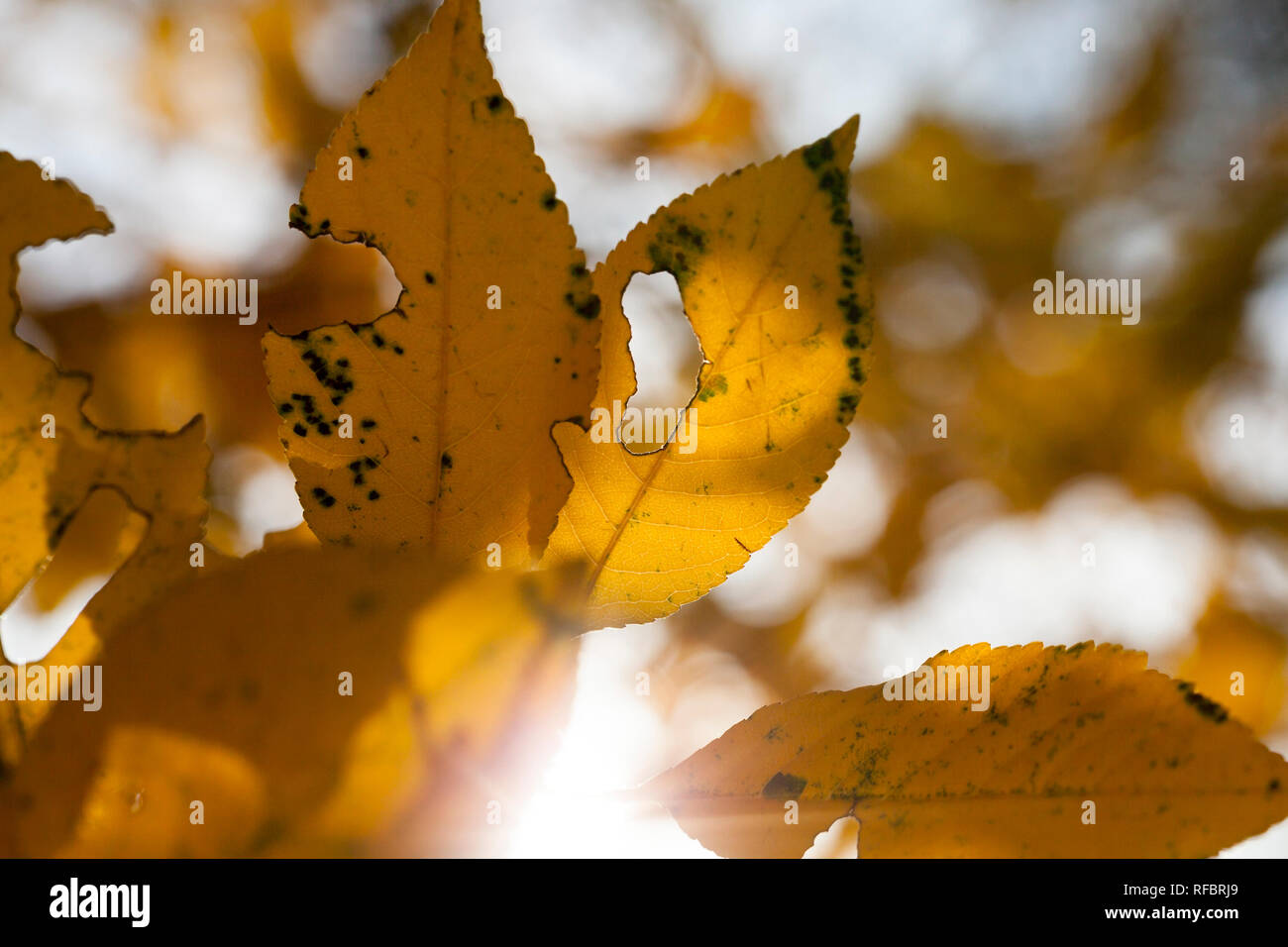 Slightly damaged in the yellow leaves of a tree in a deciduous forest ...