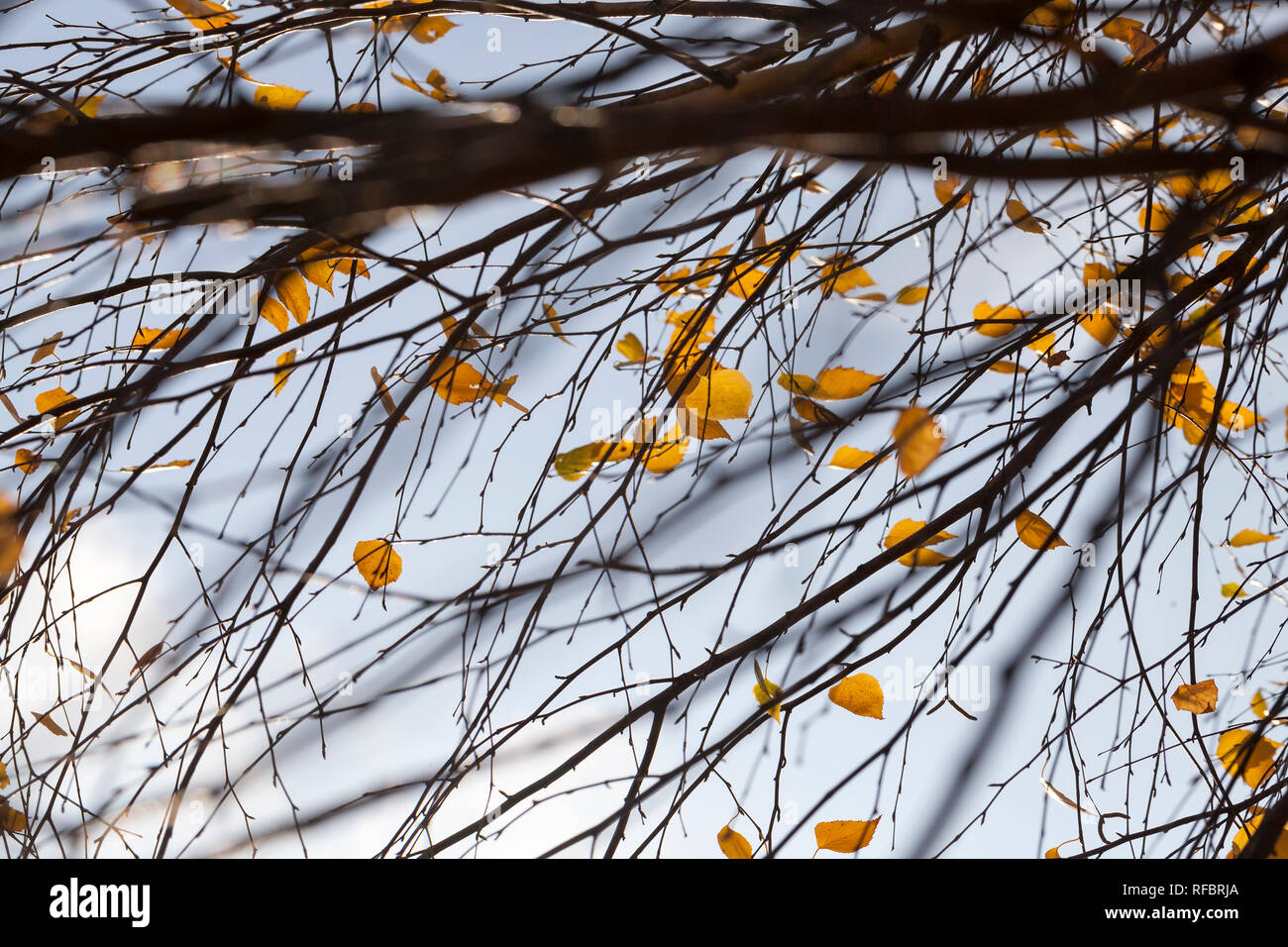The last orange leaves of birch on the branches of a tree, mid-autumn ...