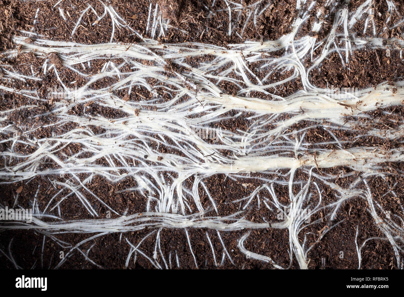 White roots of plants sprouted through Dark soil close-up, photograph ...