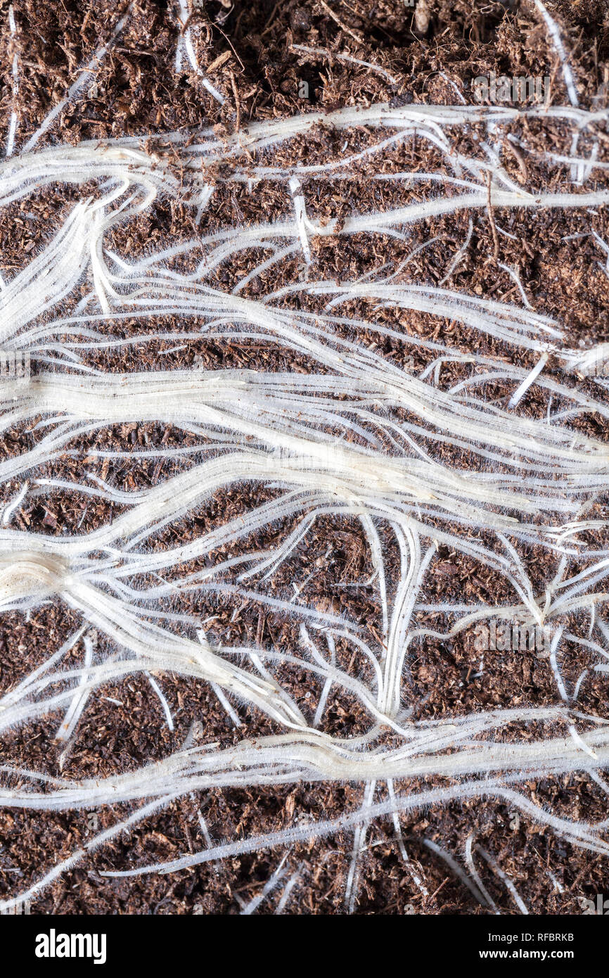 Soil plants cross section hi-res stock photography and images - Alamy