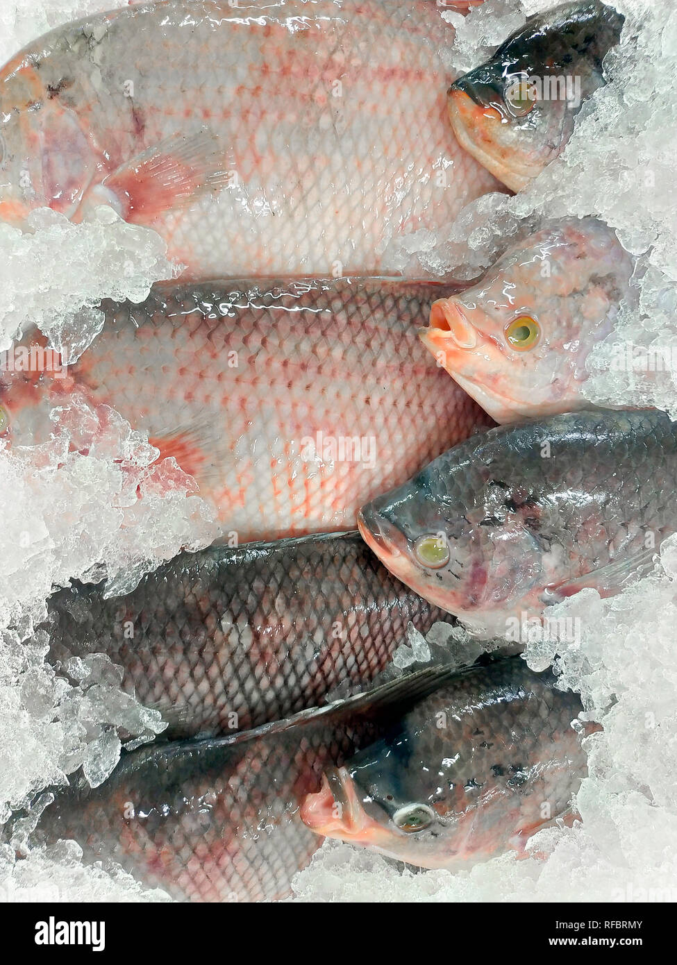 Frozen Iced Fish. Pile of Crab Cichlid Fish on Cold Storage. Close Up ...