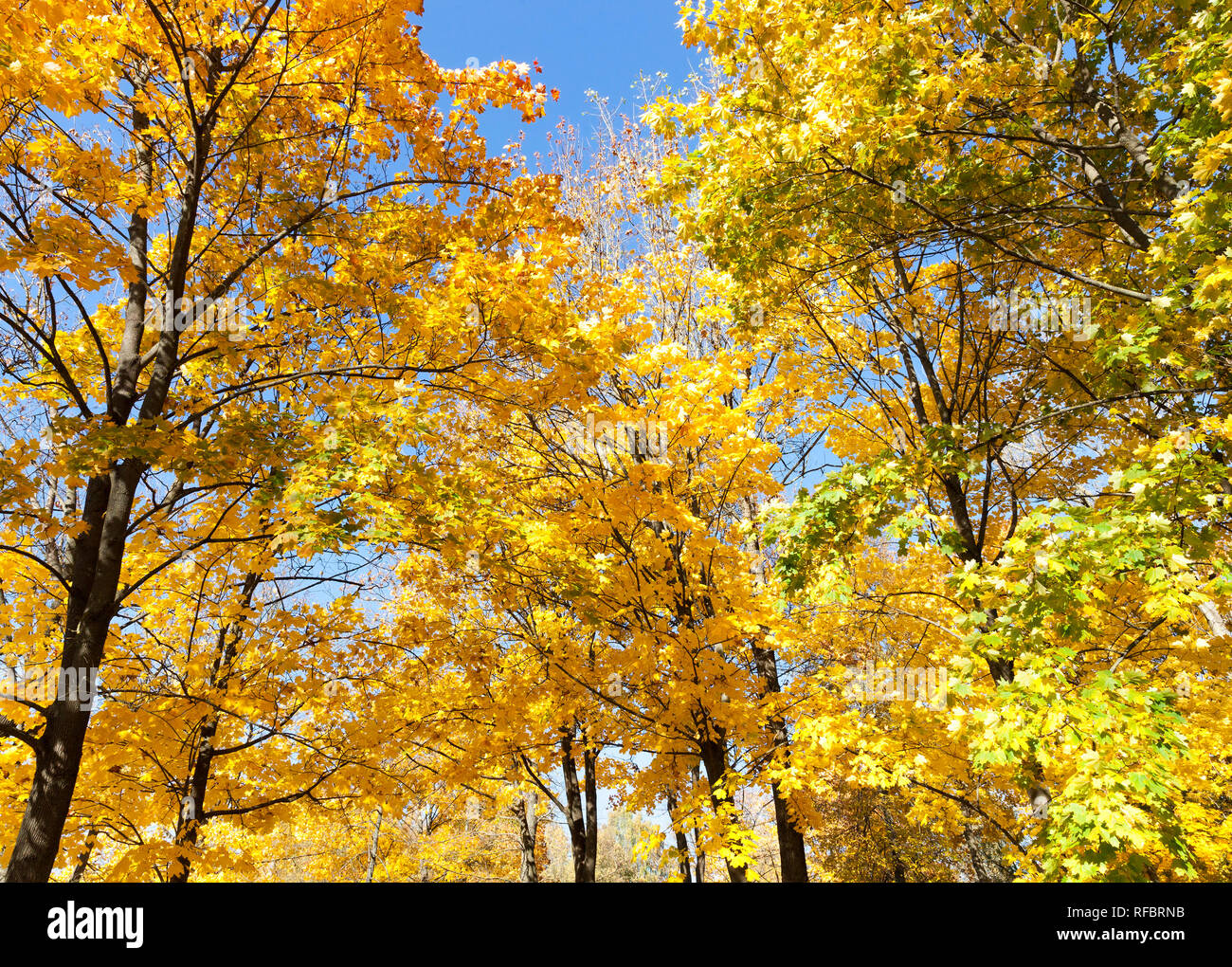Yellow and orange maples in the autumn park, warm weather , top of ...