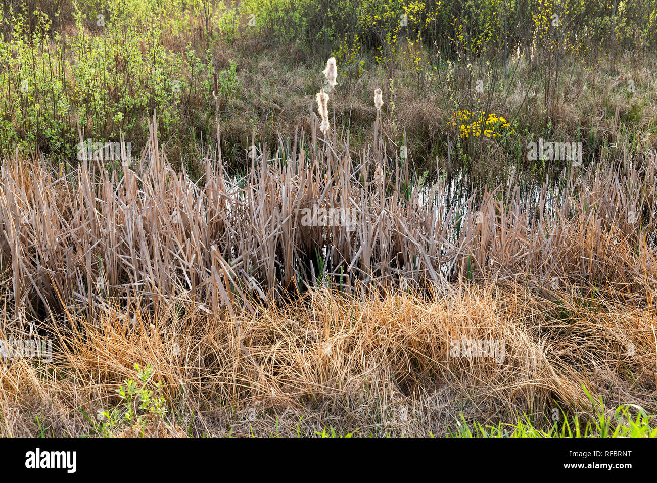 Spring marsh with green leaves and young grass, yellow dry reeds from ...